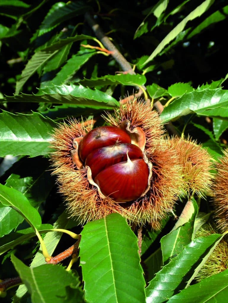 Marron du Périgord | IRQUALIM OCCITANIE